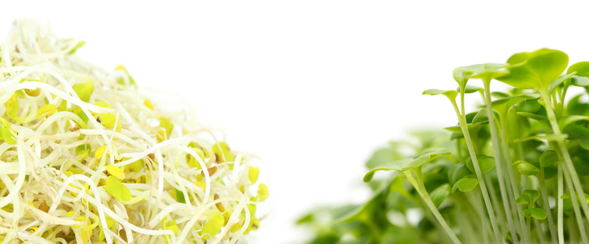 Sprouts vs Microgreens - what's the difference and how can we grow the ...
