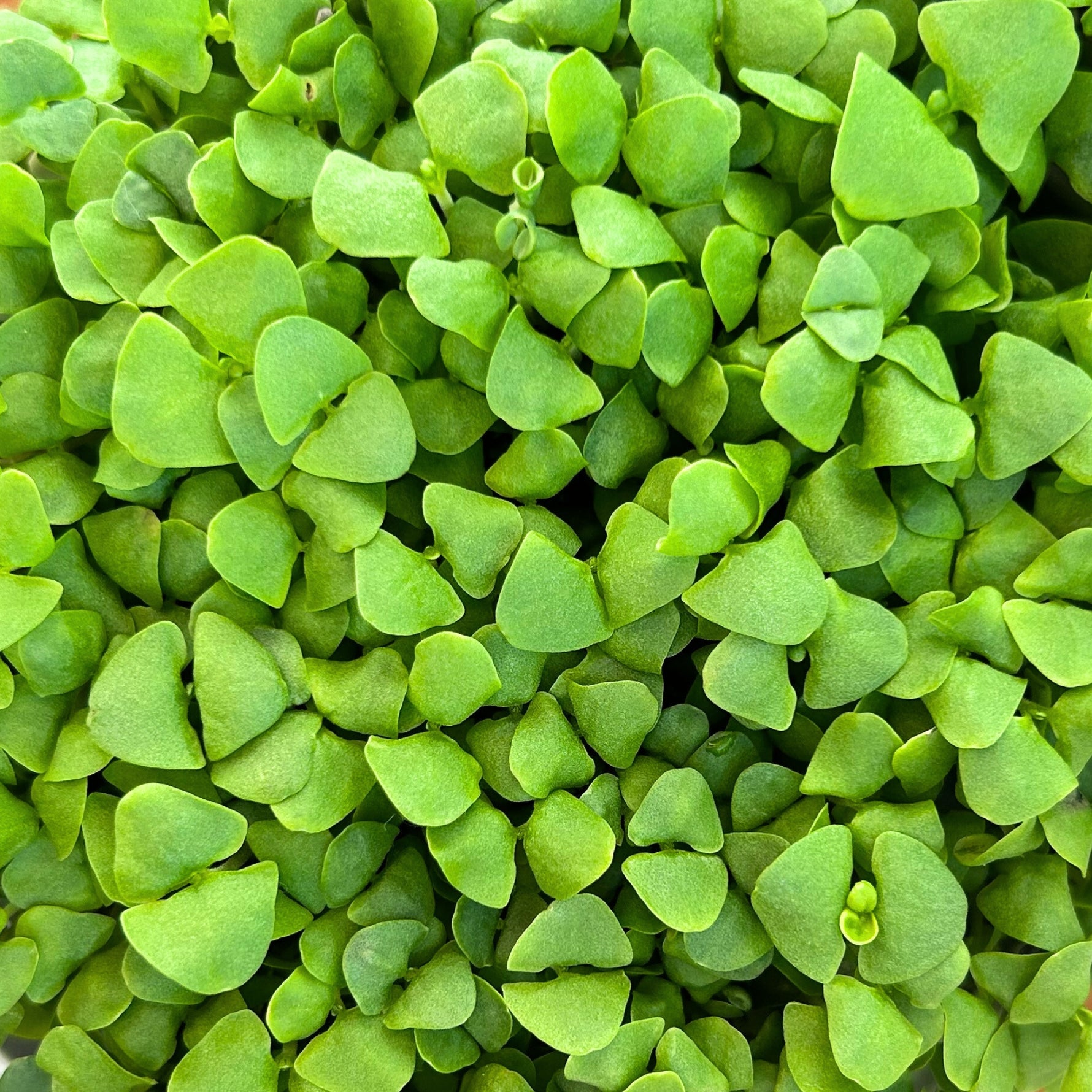 BASIL MICROGREEN SEEDS – micropod