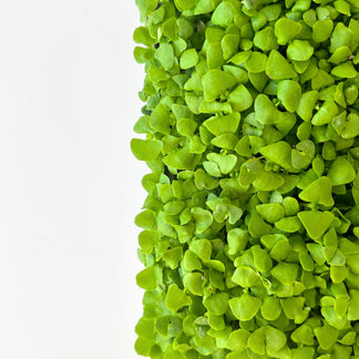 BASIL MICROGREEN SEEDS – micropod