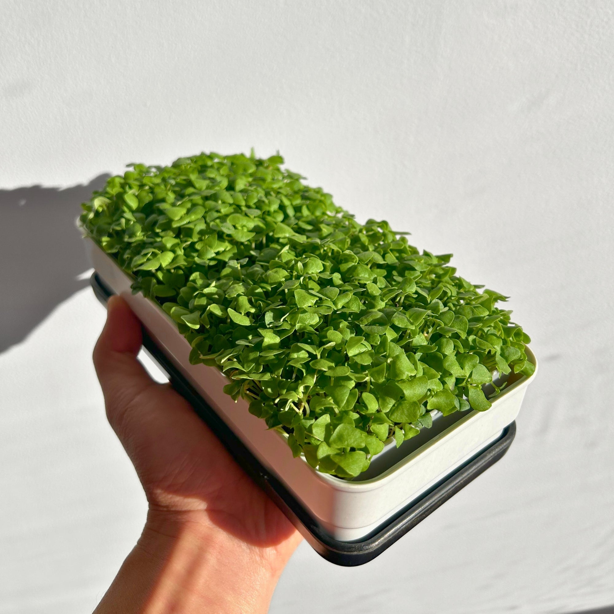 BASIL MICROGREEN SEEDS – micropod