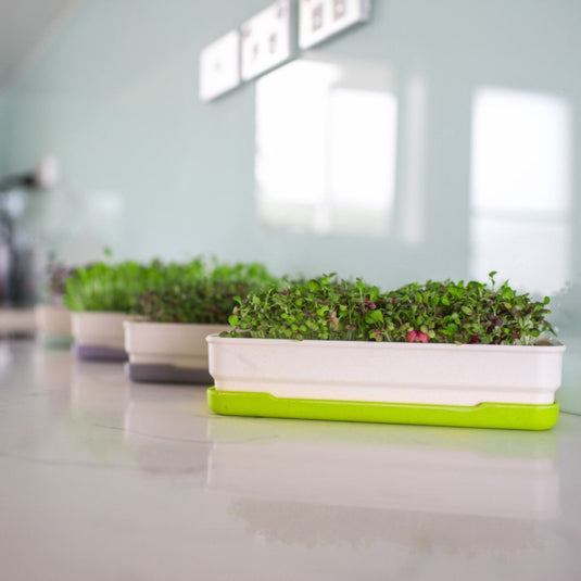 Grow microgreens at home with our soilless kits – micropod