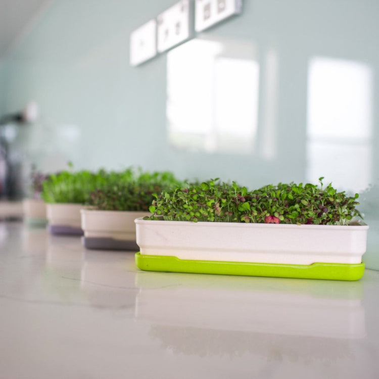 Grow microgreens at home with our soilless kits – micropod