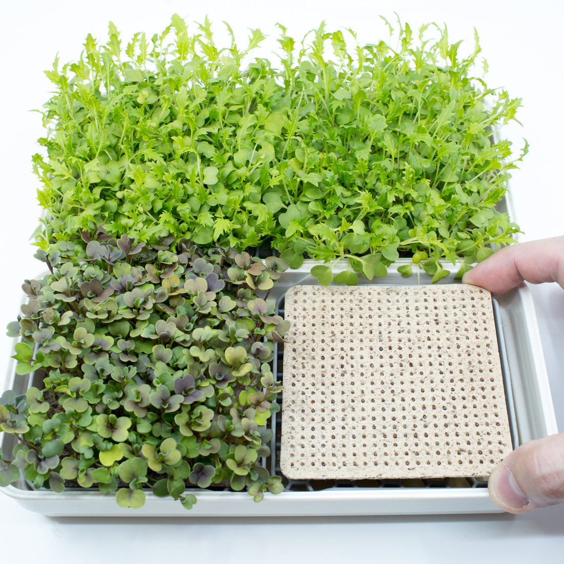 Grow microgreens at home with our soilless kits – micropod
