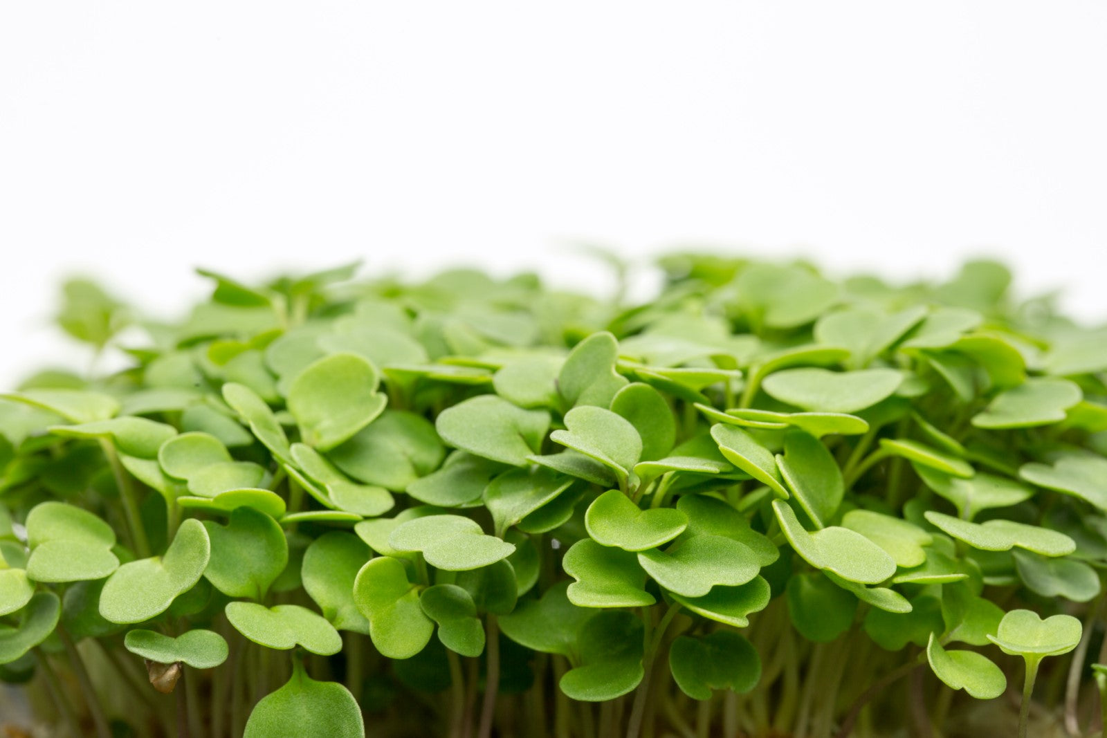 Grow microgreens at home with our soilless kits – micropod