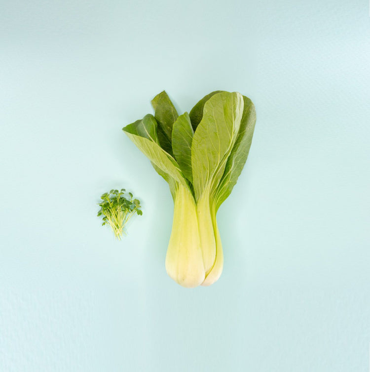 Grow microgreens at home with our soilless kits – micropod