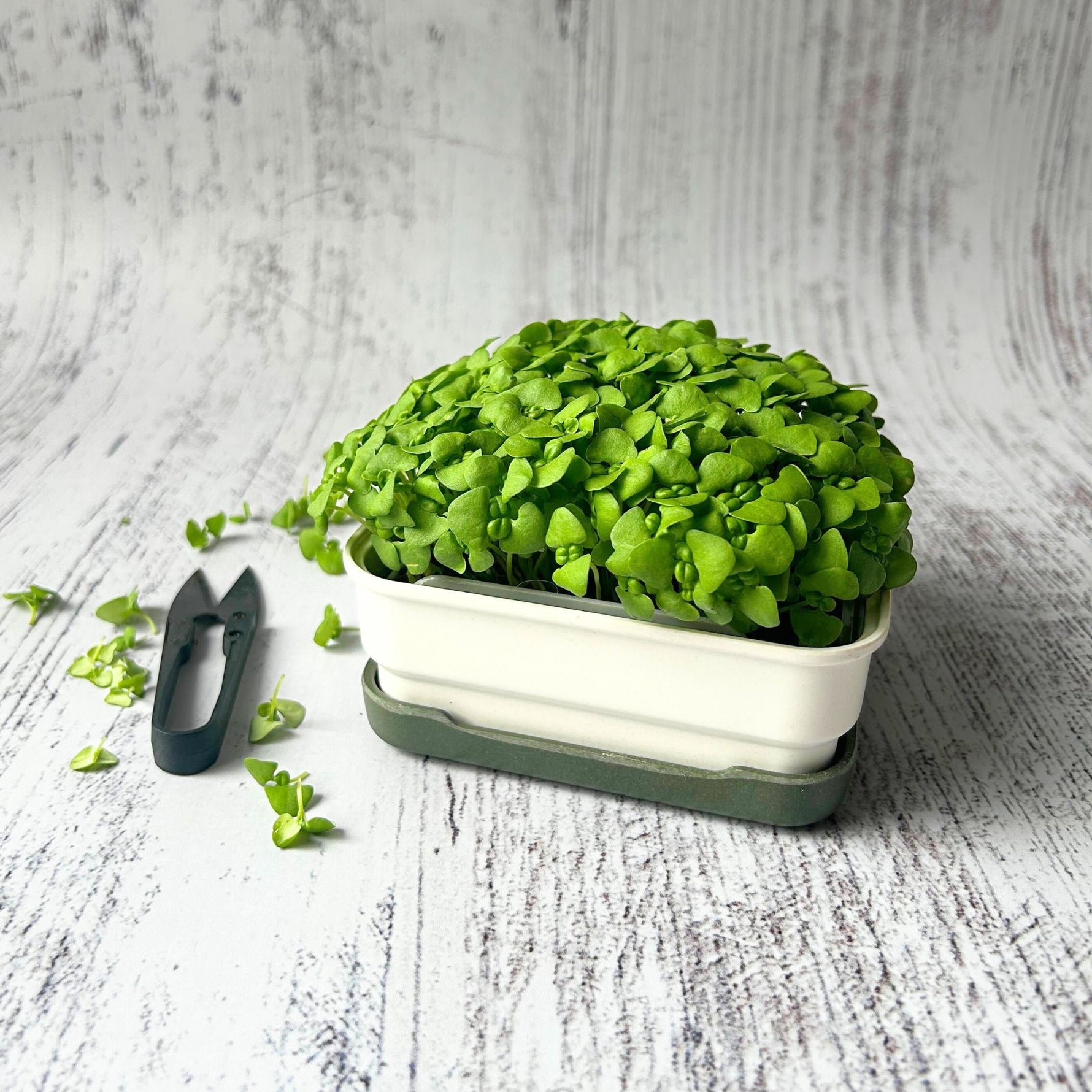 BASIL MICROGREEN SEEDS – micropod