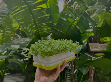 Grow microgreens at home with our soilless kits – micropod