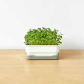 Grow microgreens at home with our soilless kits – micropod