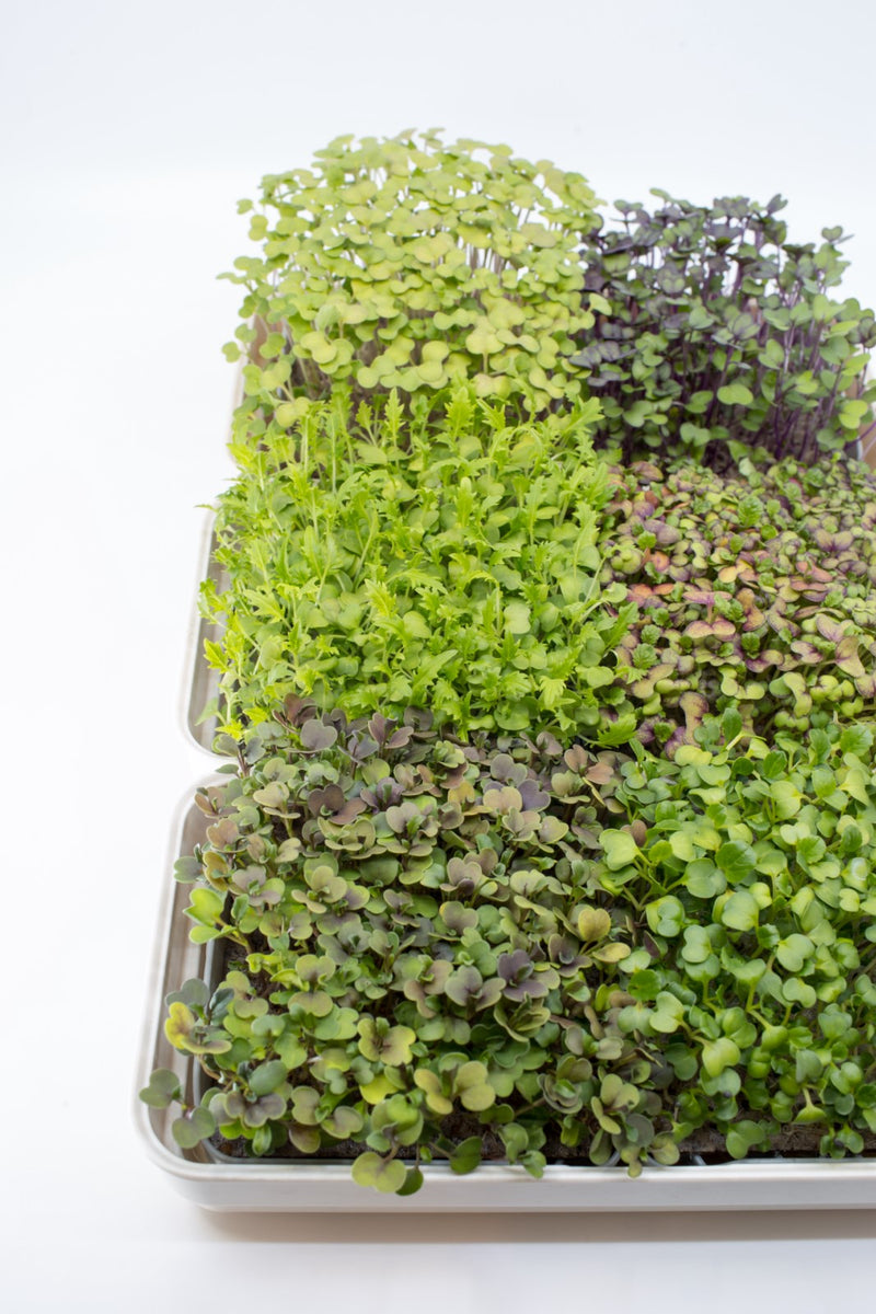 Mix Pack 1 – micropod