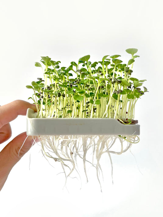 Grow microgreens at home with our soilless kits – micropod